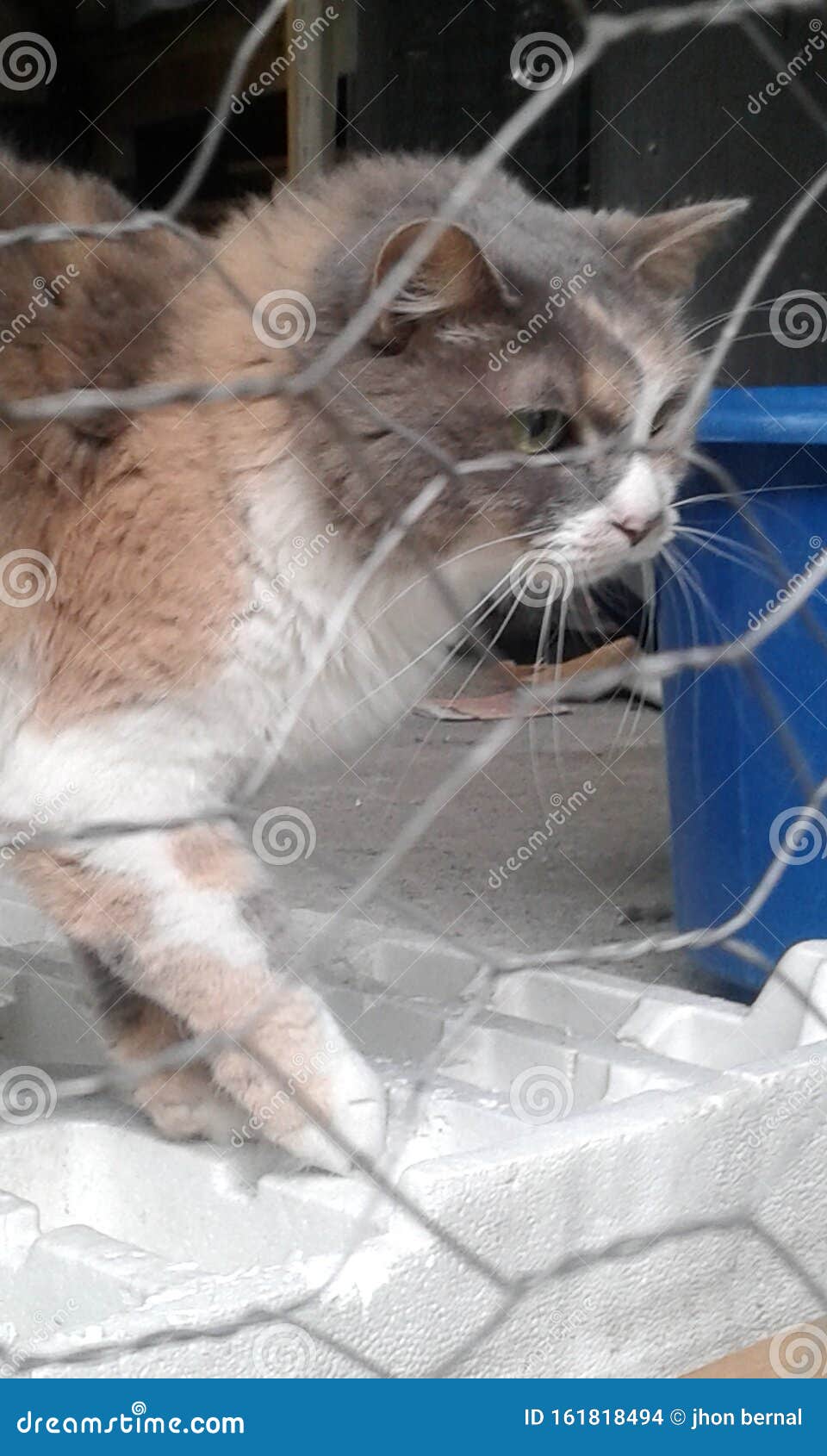 Angry kitty stock photo. Image of makin, angry, kitty - 161818494