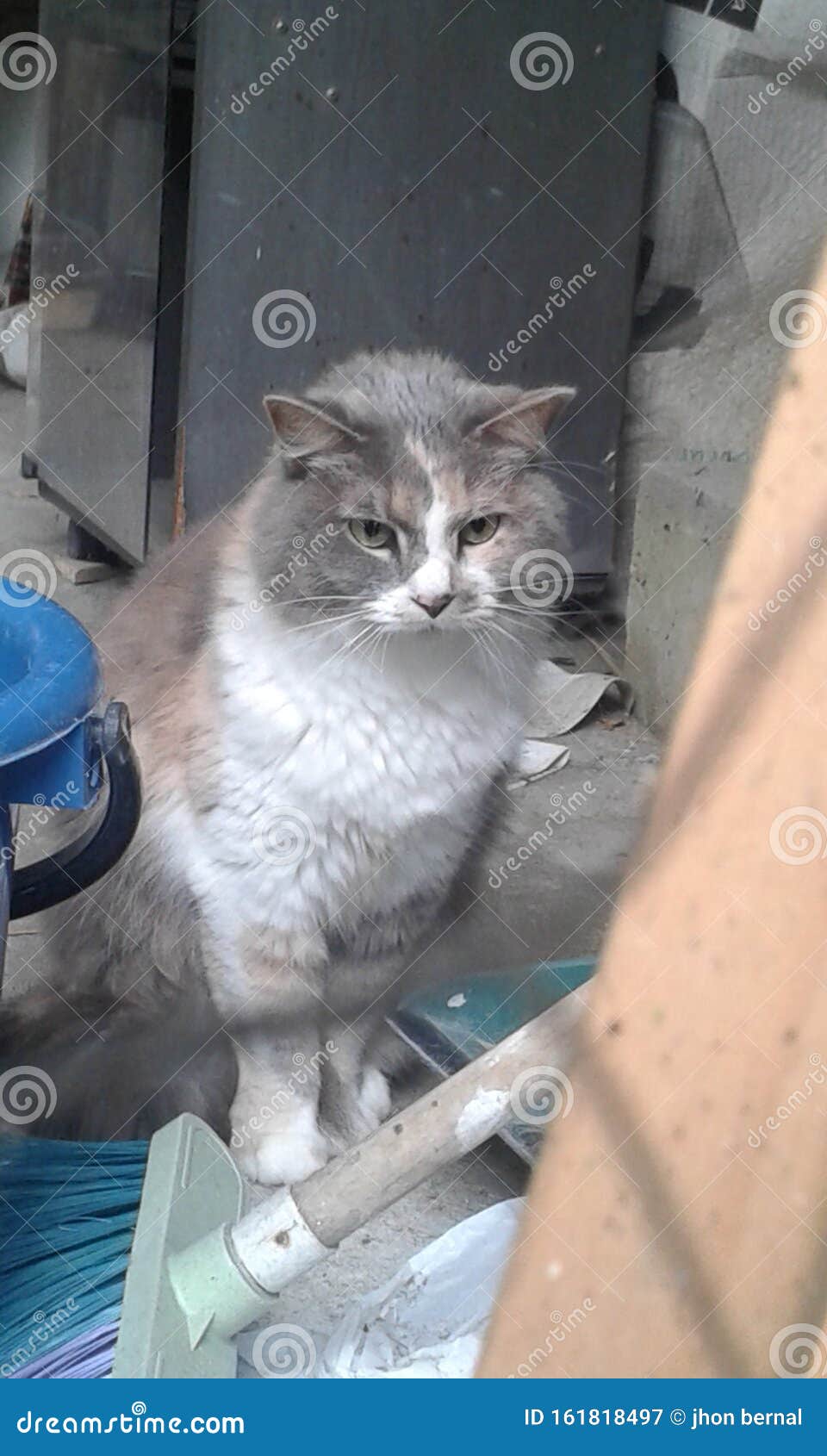 Angry kitty stock image. Image of makin, sounds, ideal - 161818497