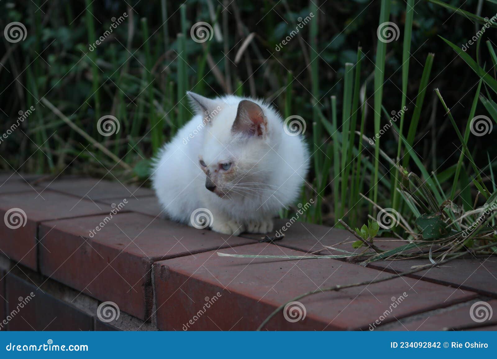 Angry kitty stock photo. Image of whiskers, kitten, kitty - 234092842