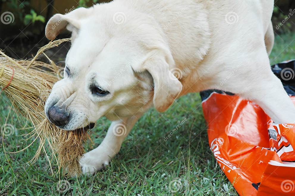 Angry Labrador stock image. Image of grass, canine, guard - 787135