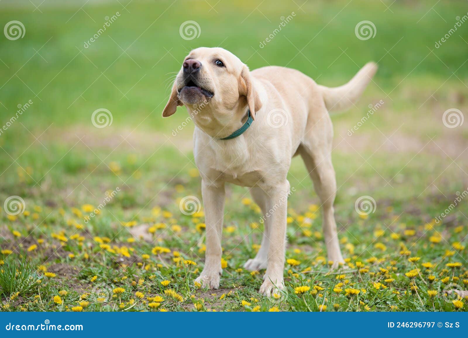 Angry Labrador Retriever Dog Stock Image - Image of lawn, aggressive ...