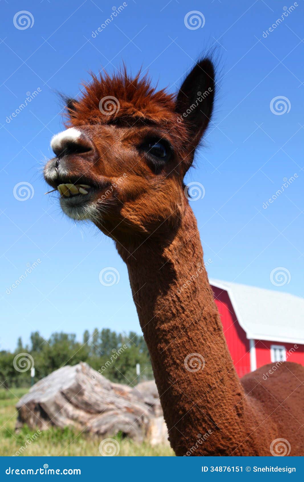 Angry Lama stock image. Image of farm, detail, nature - 34876151