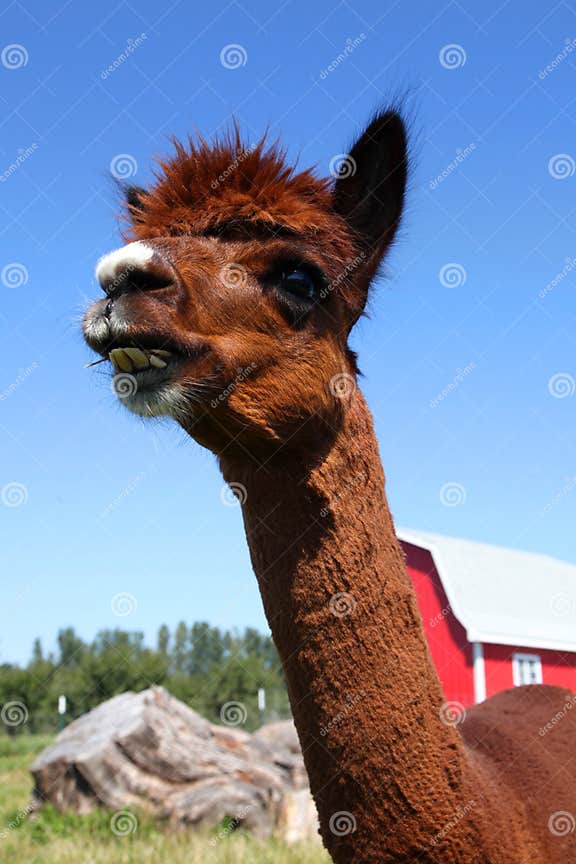 Angry Lama stock image. Image of farm, detail, nature - 34876151