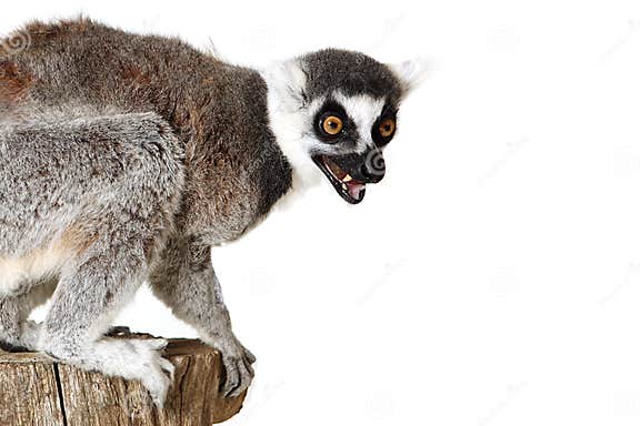 Angry Lemur stock image. Image of humor, animals, making - 9521739