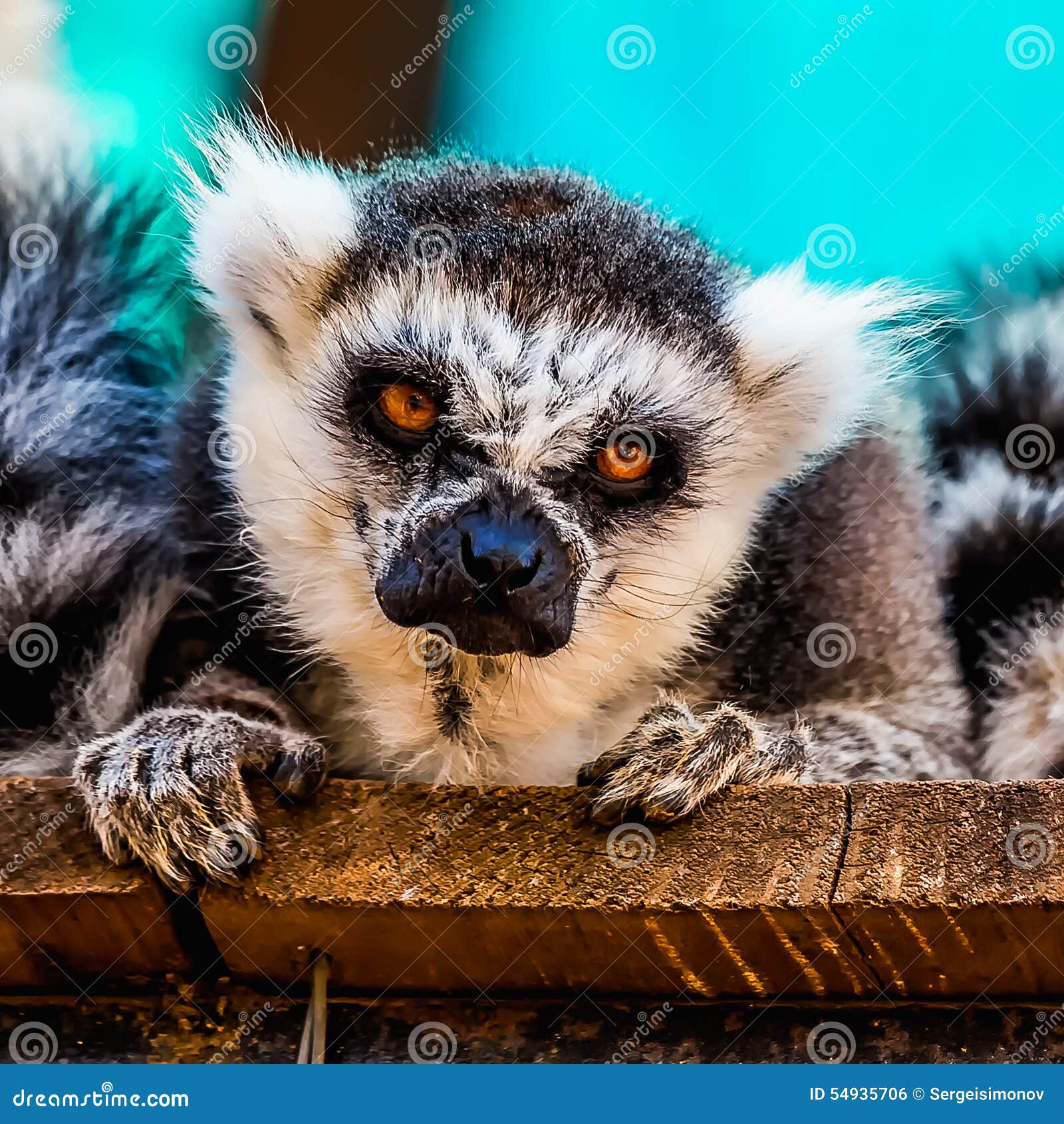 Angry lemur stock photo. Image of angry, fluffy, white - 54935706