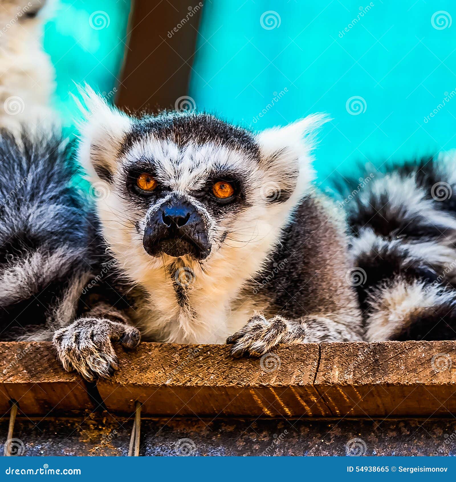 Angry lemur closeup stock image. Image of ring, wildlife - 54938665