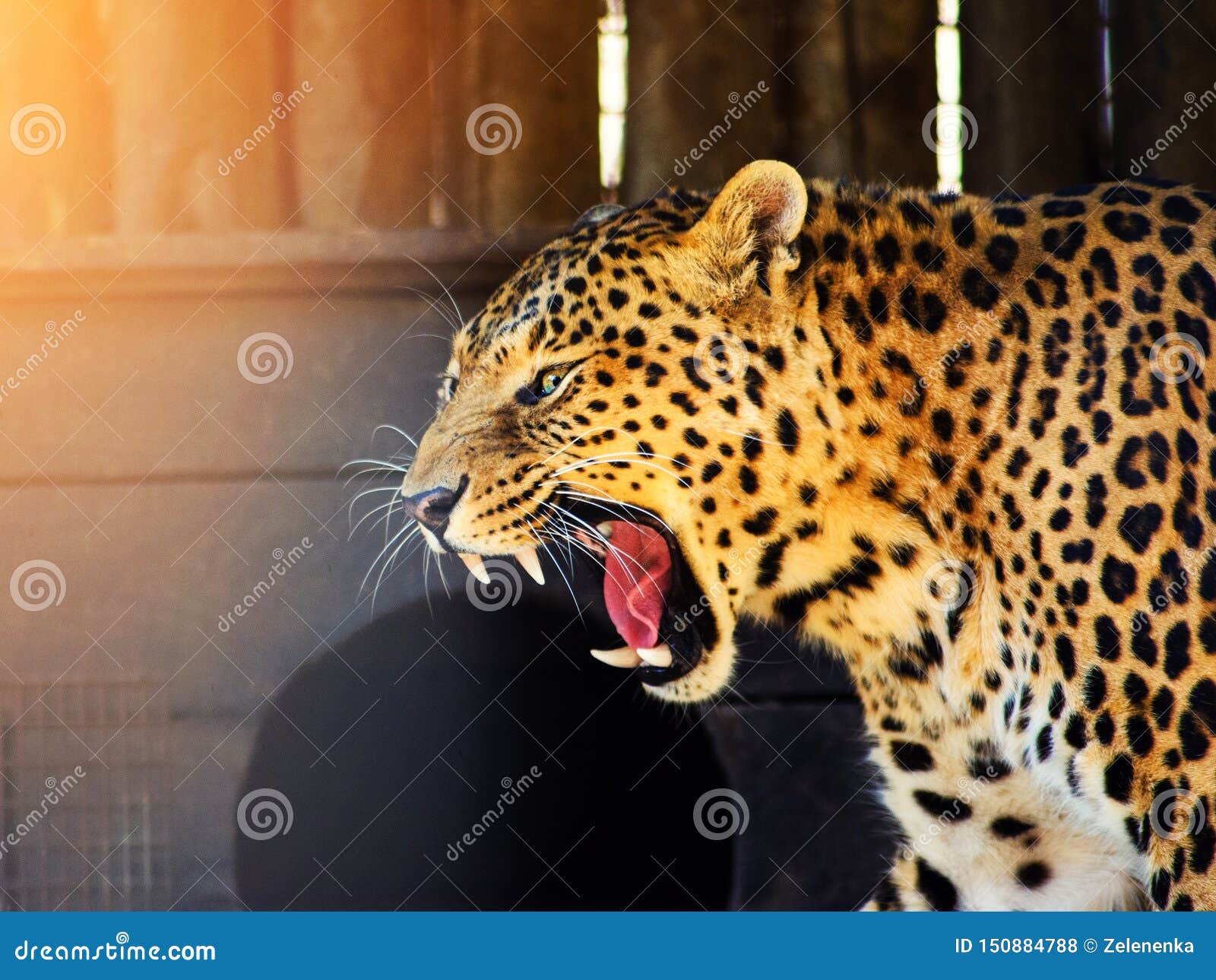 Angry leopard stock photo. Image of african, dangerous - 150884788