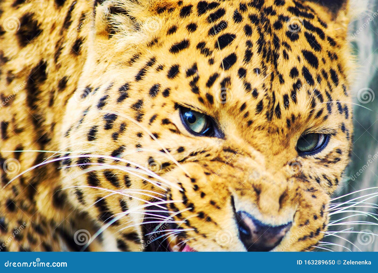 Angry leopard stock photo. Image of leopard, feline - 163289650