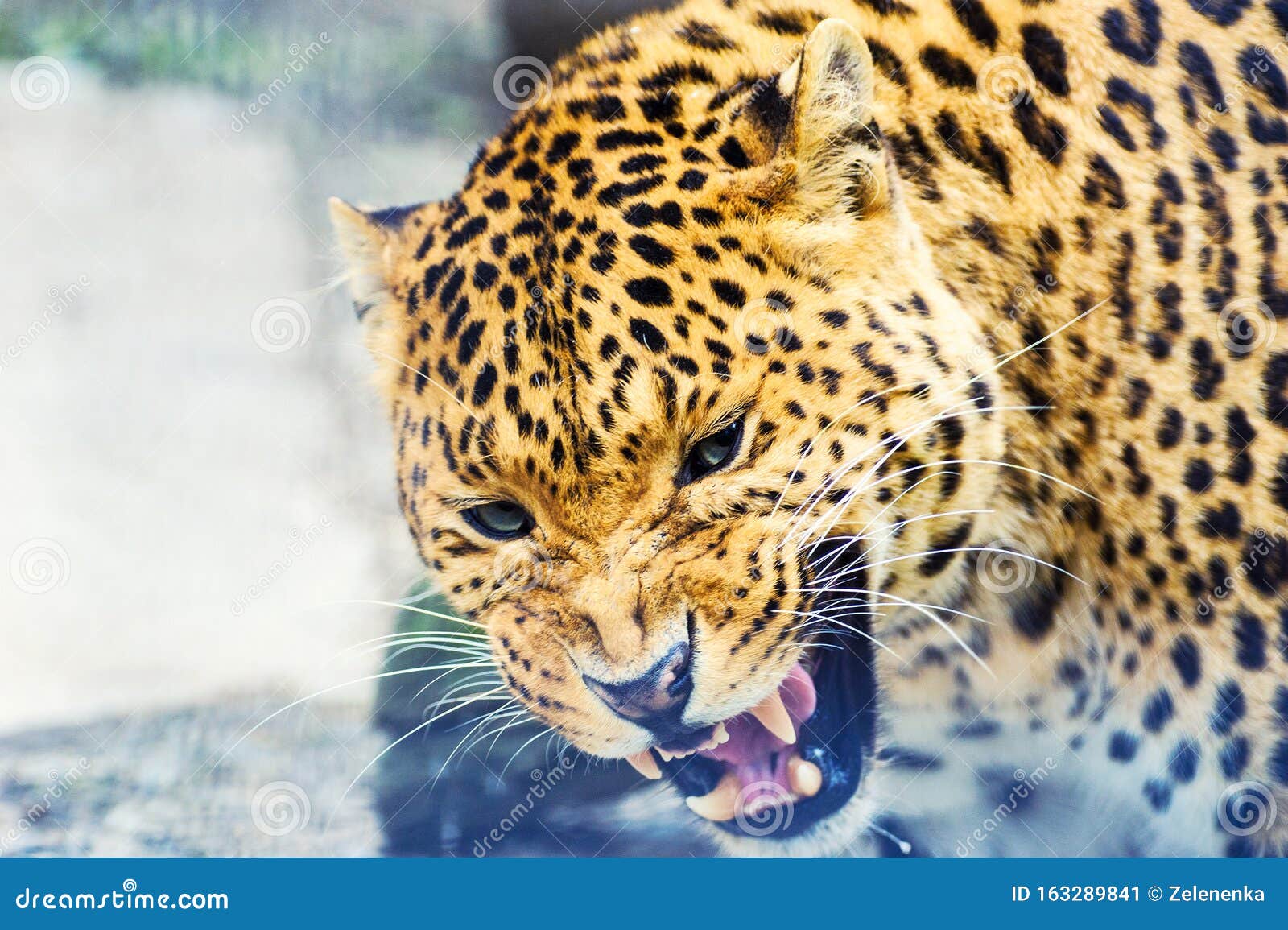 Angry Leopard Royalty-Free Stock Photo | CartoonDealer.com #163289841