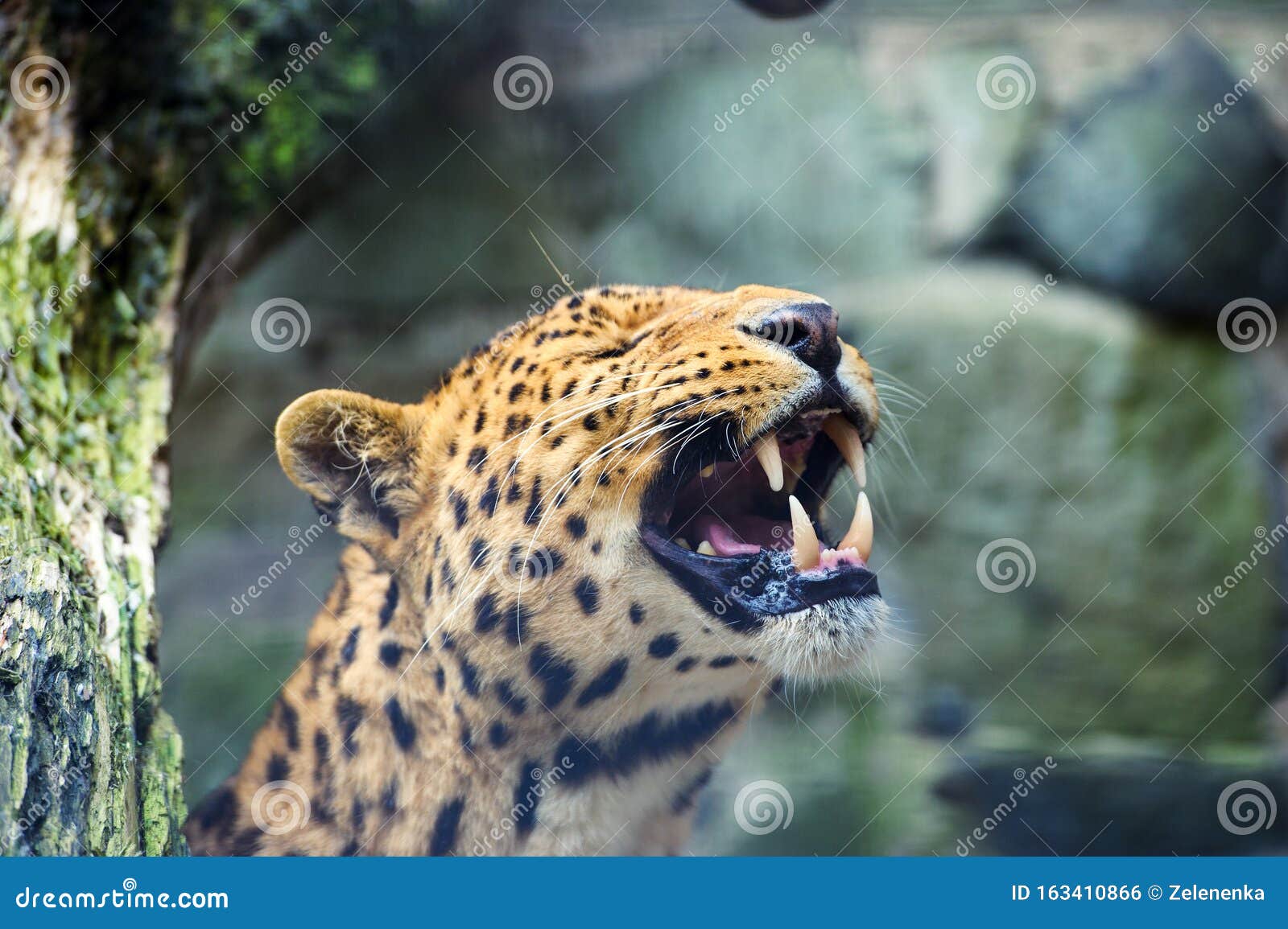 Angry leopard stock photo. Image of carnivore, angry - 163410866