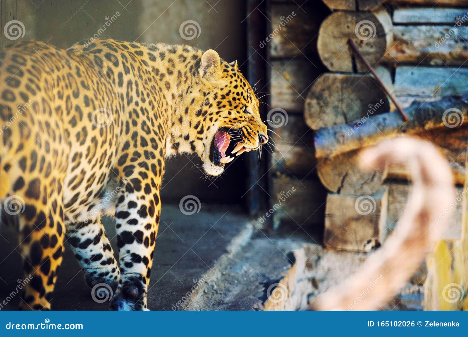 Angry leopard stock photo. Image of aggressive, india - 165102026