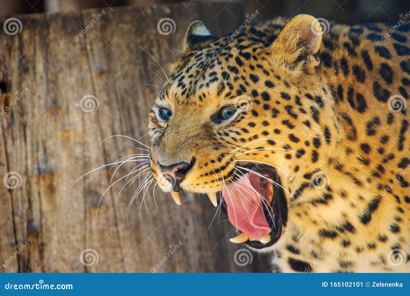 Angry Leopard