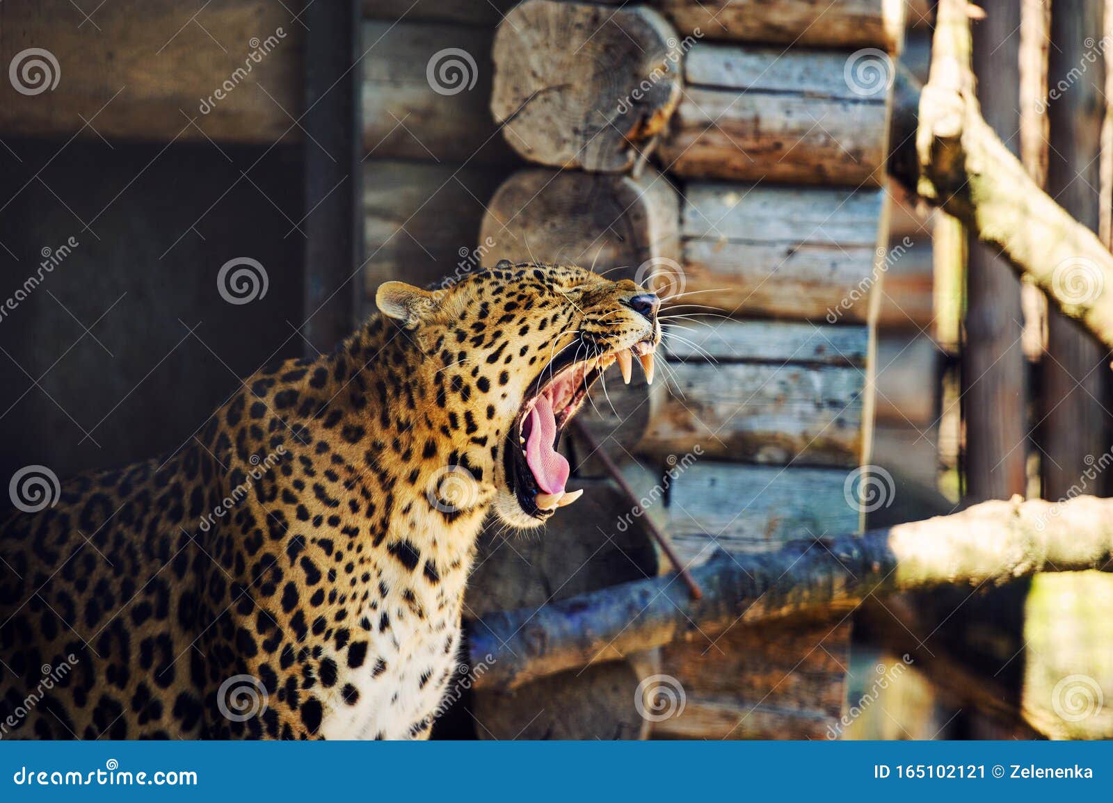 Angry leopard stock image. Image of powerful, hunter - 165102121