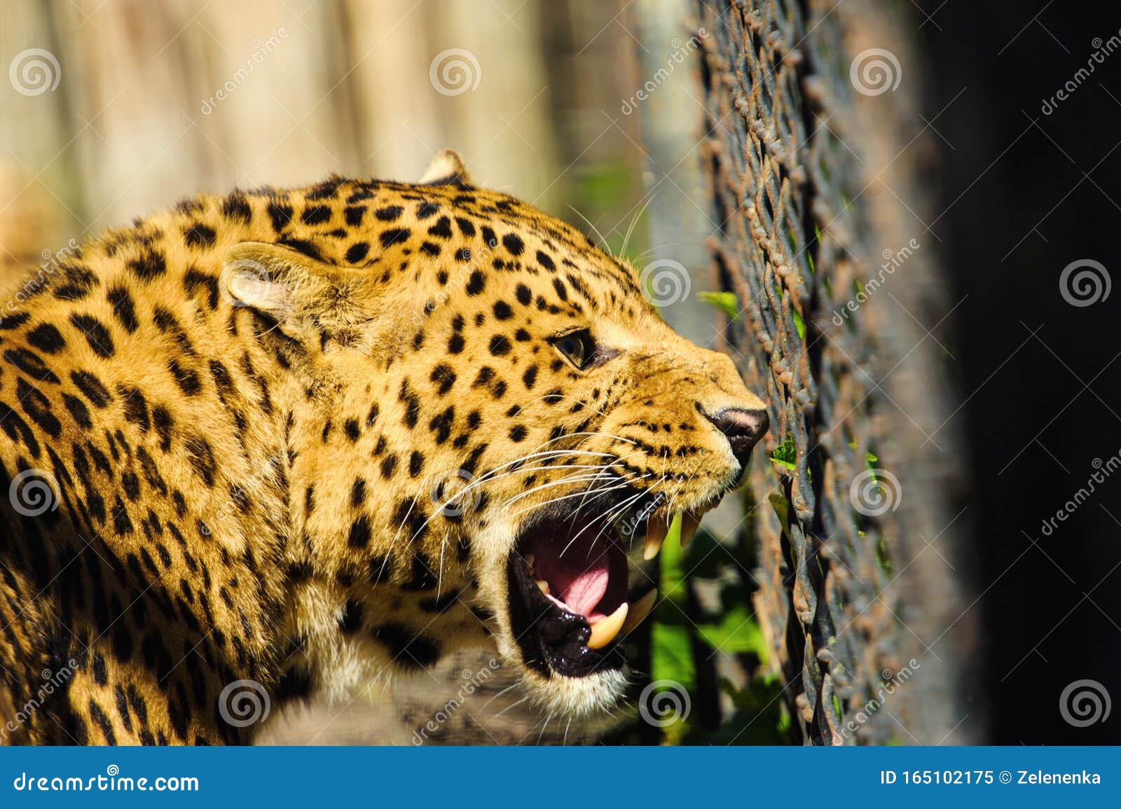Angry leopard stock image. Image of animal, attentive - 165102175