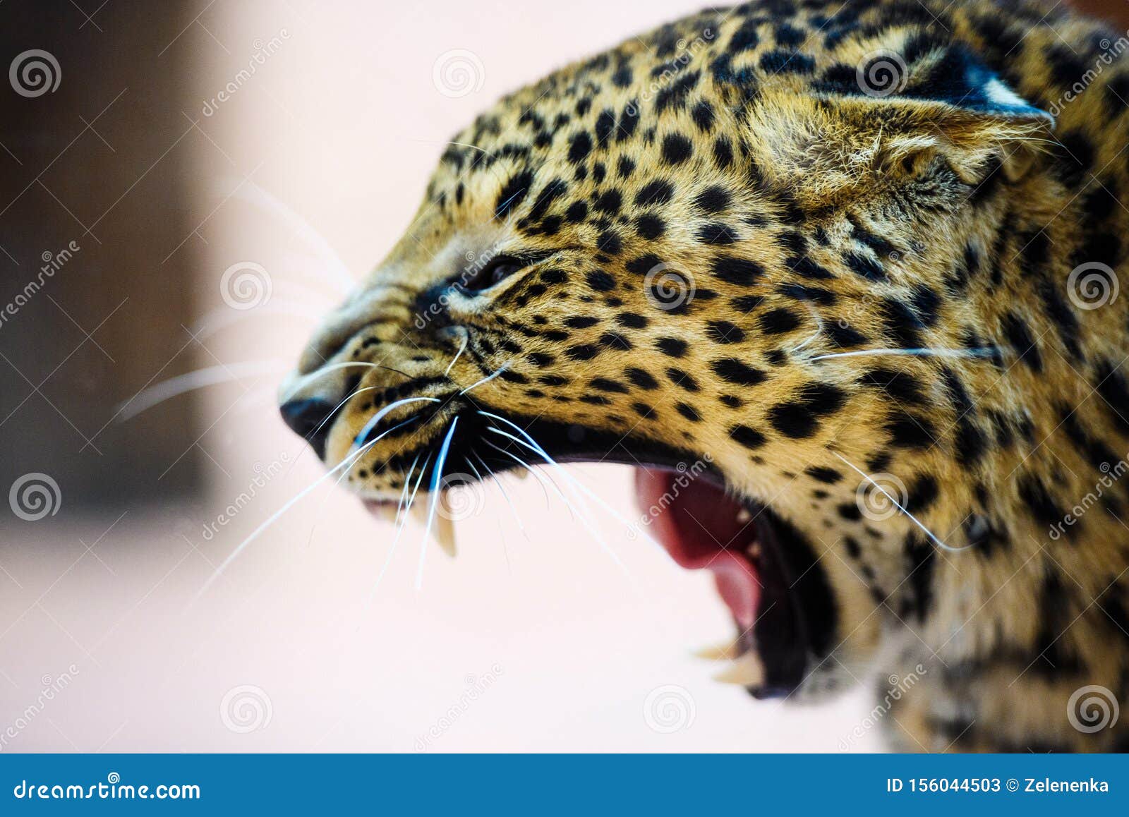 Angry leopard stock image. Image of animals, black, fast - 156044503