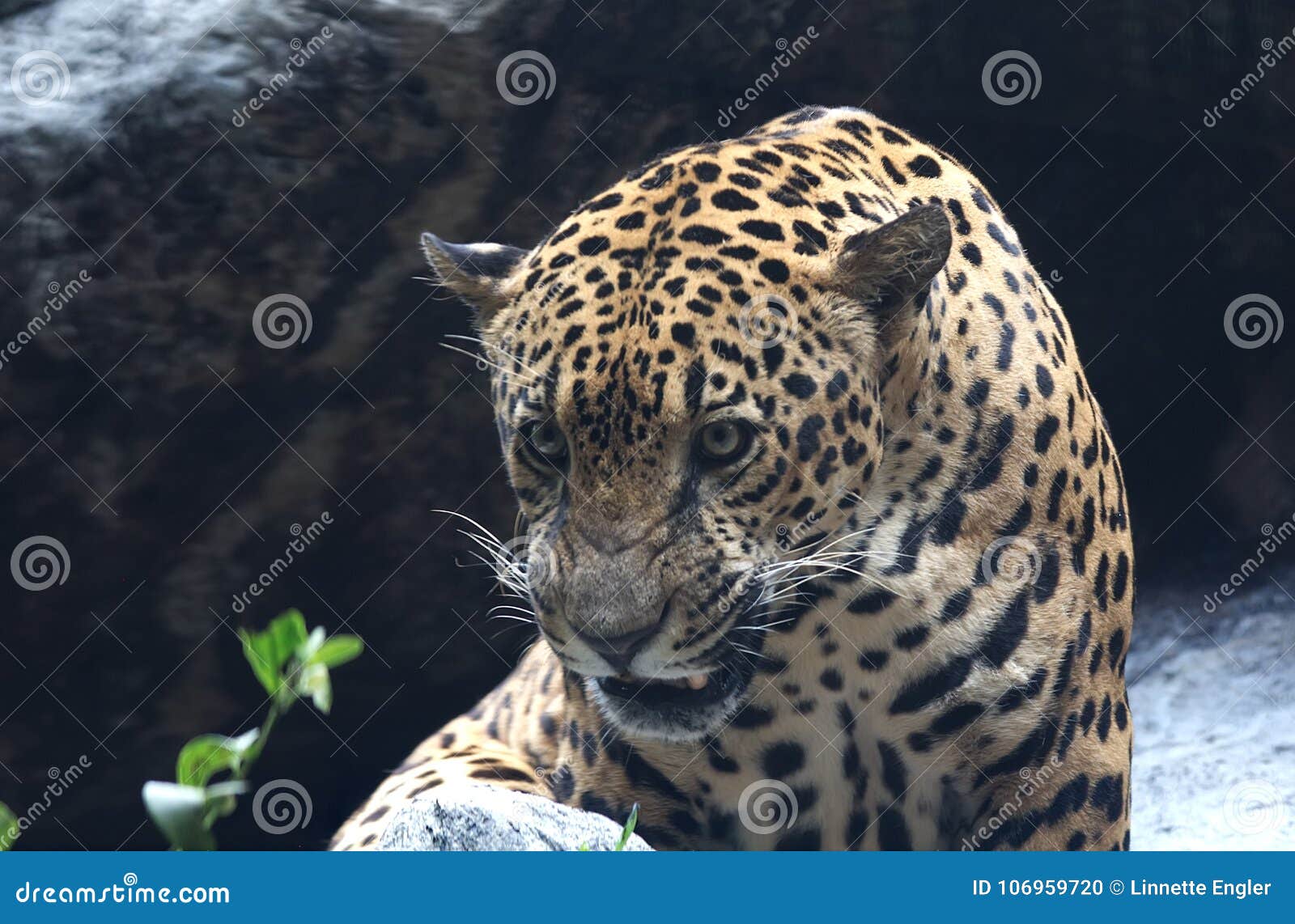 Angry Leopard Closeup stock photo. Image of angry, wildlife - 106959720