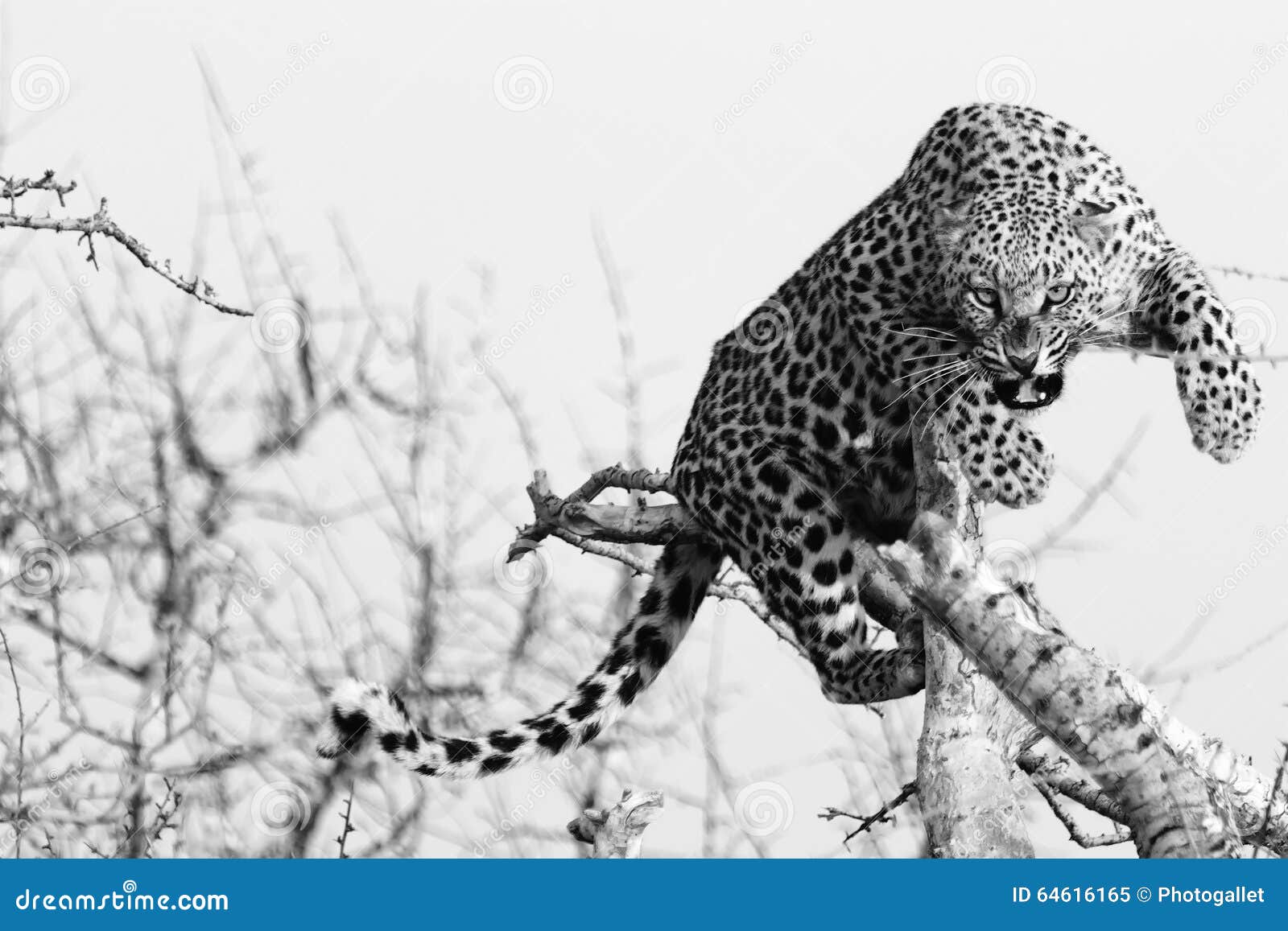 Angry leopard stock image. Image of mammal, national - 64616165