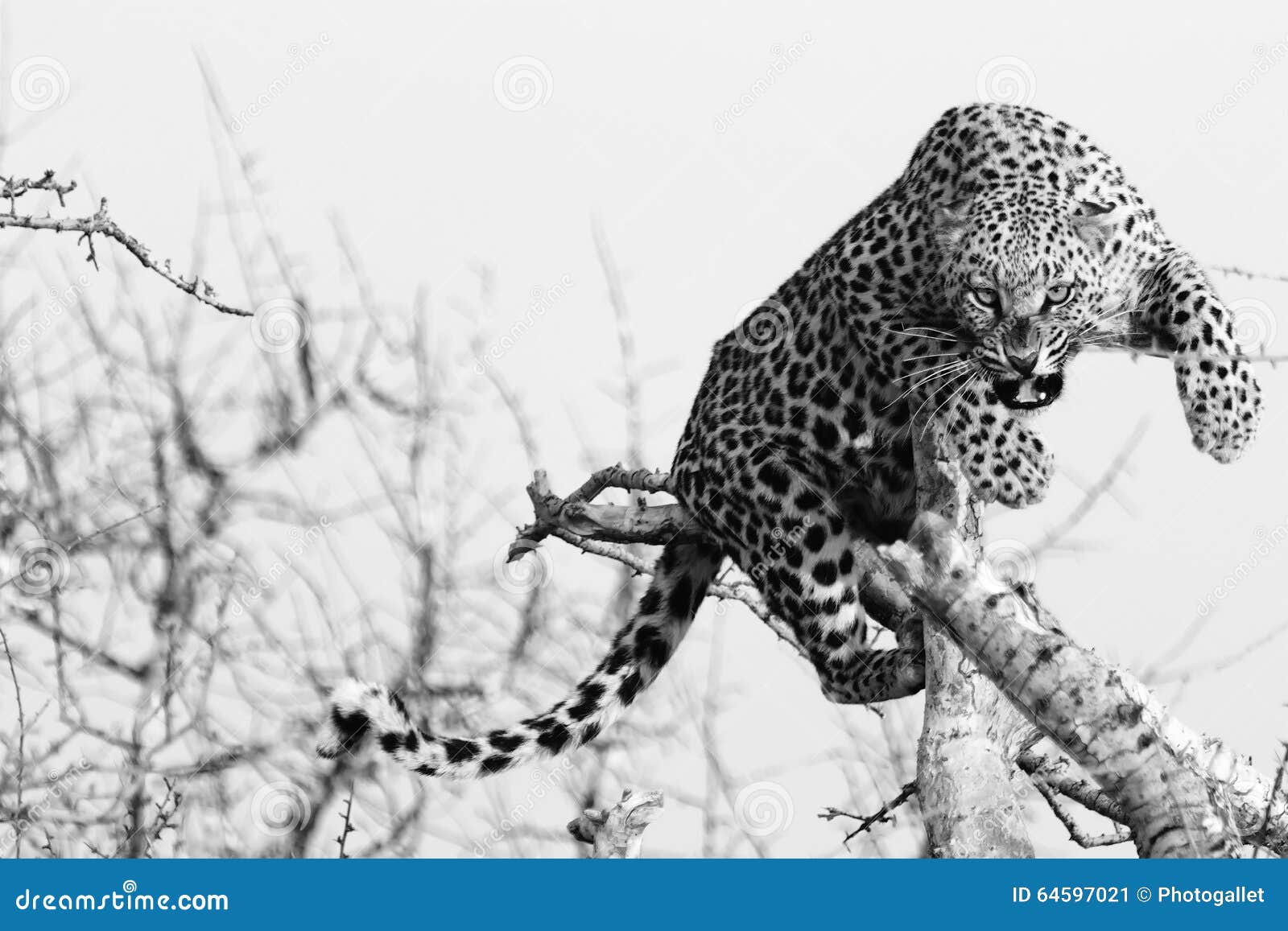 Angry Leopard at Etosha National Park Stock Image - Image of angry ...
