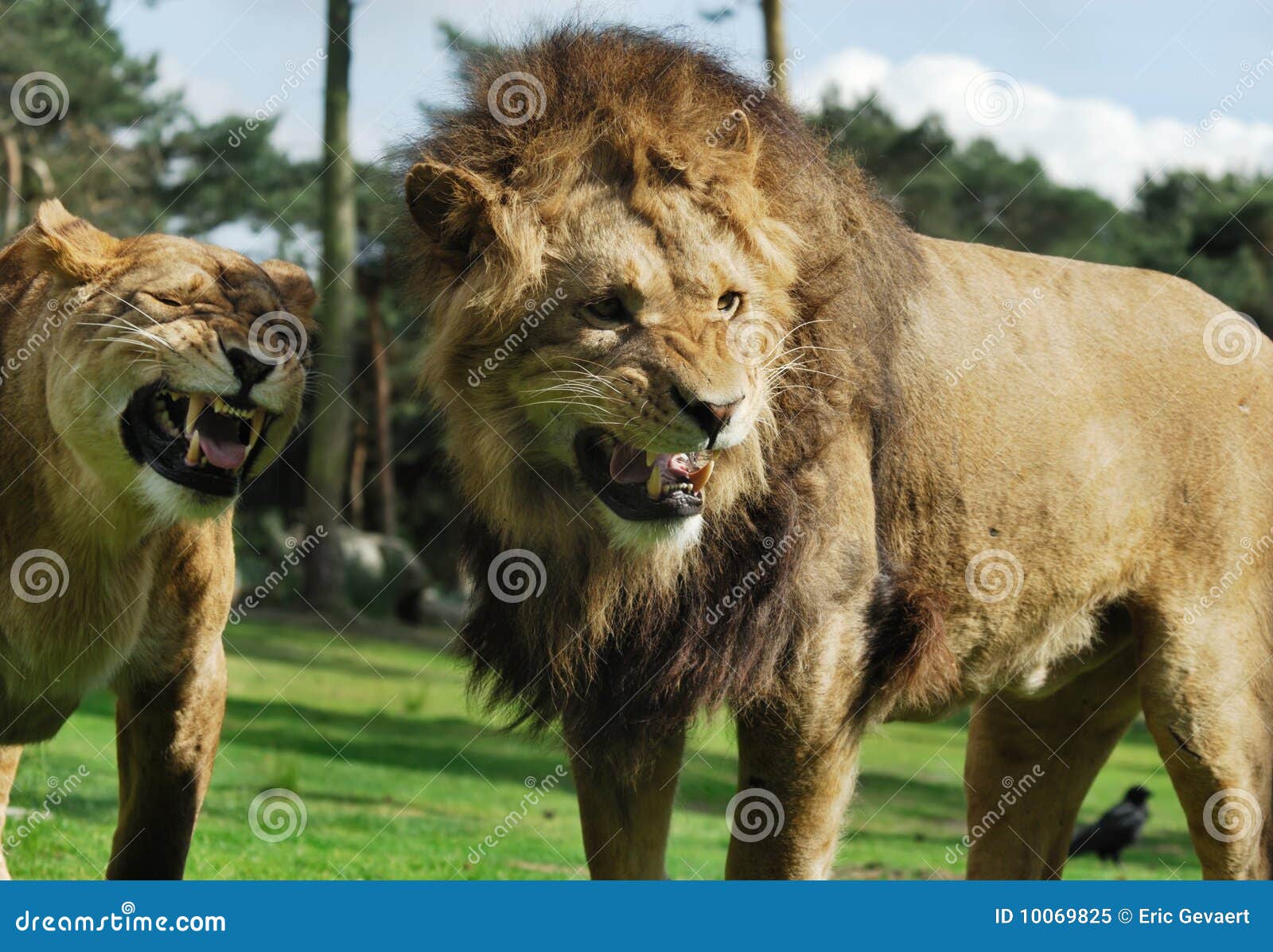 Angry lion stock image. Image of feline, environment - 10069825
