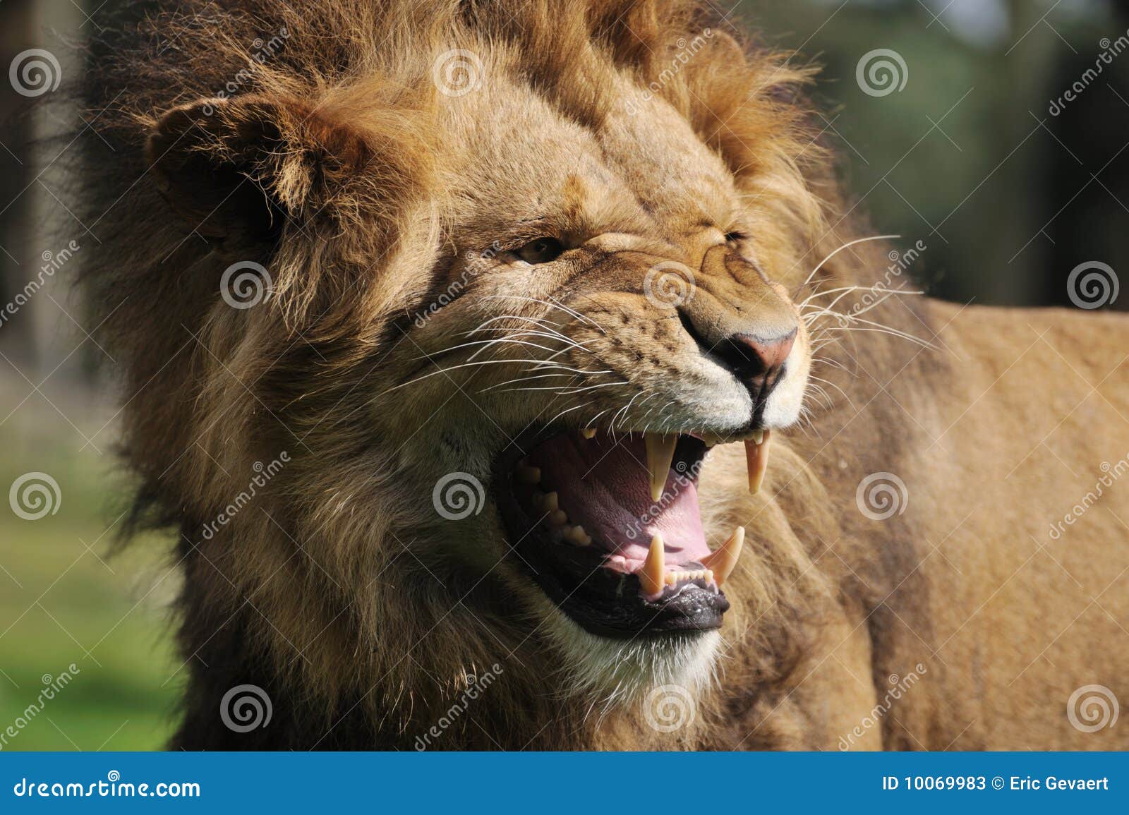 Angry lion stock image. Image of endangered, lion, large - 10069983