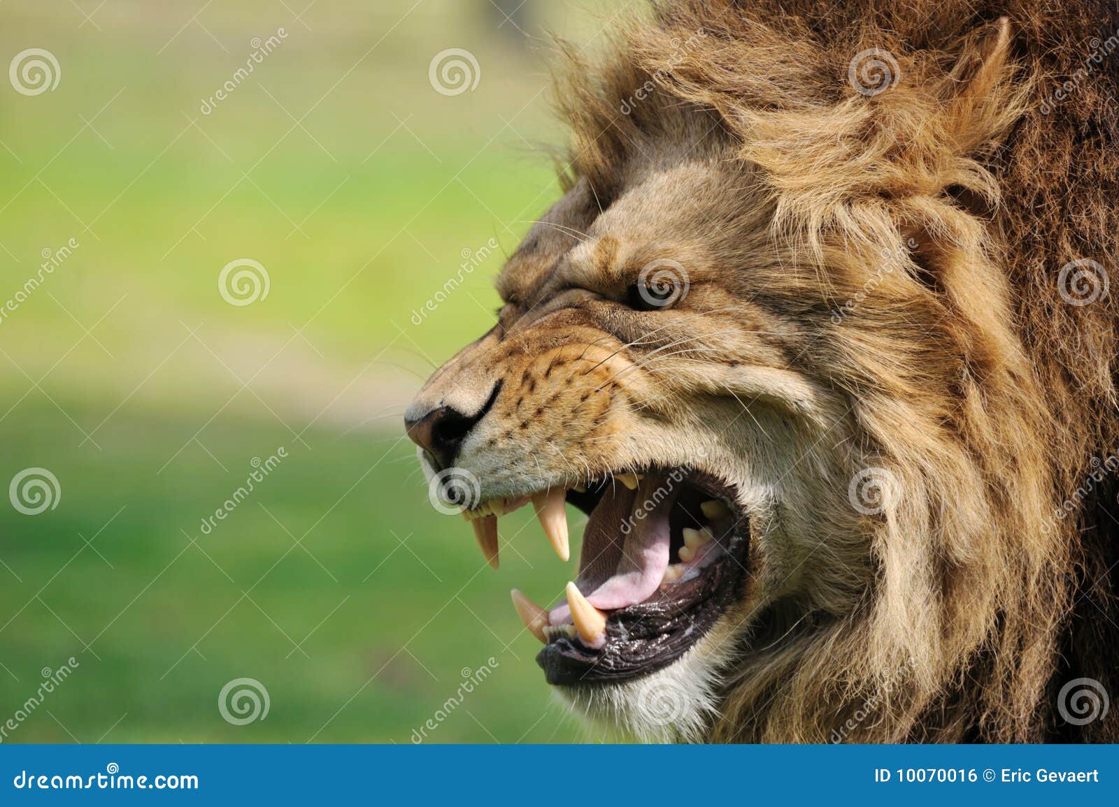 Angry lion stock photo. Image of mouth, angry, outdoor - 10070016
