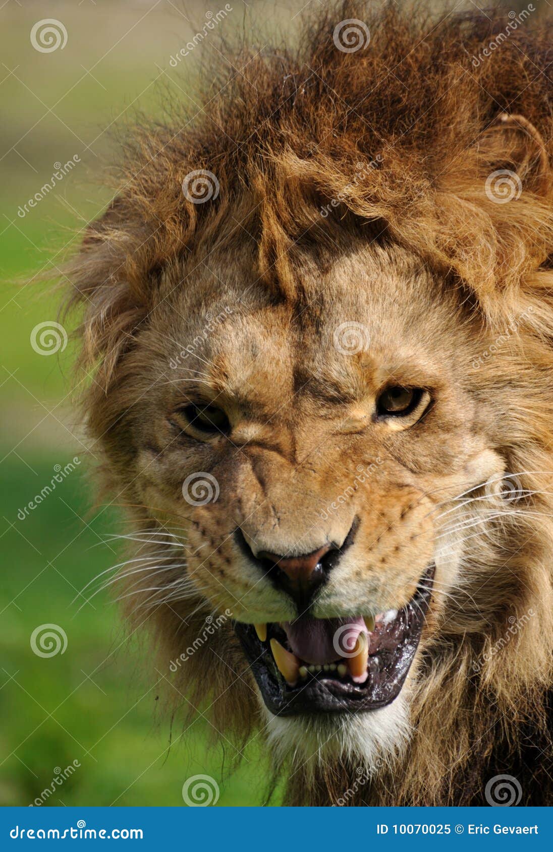 Angry lion stock image. Image of nature, close, angry - 10070025
