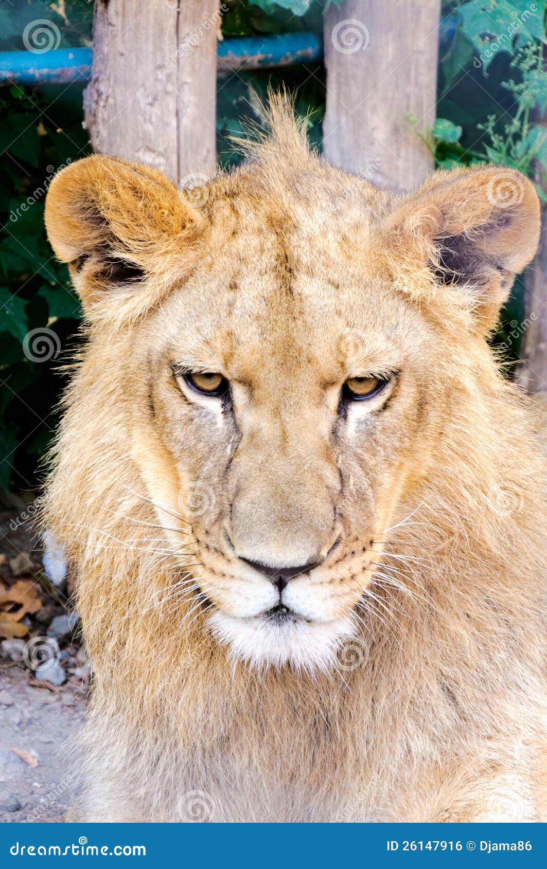 Angry lion stock photo. Image of africa, exhibit, eater - 26147916