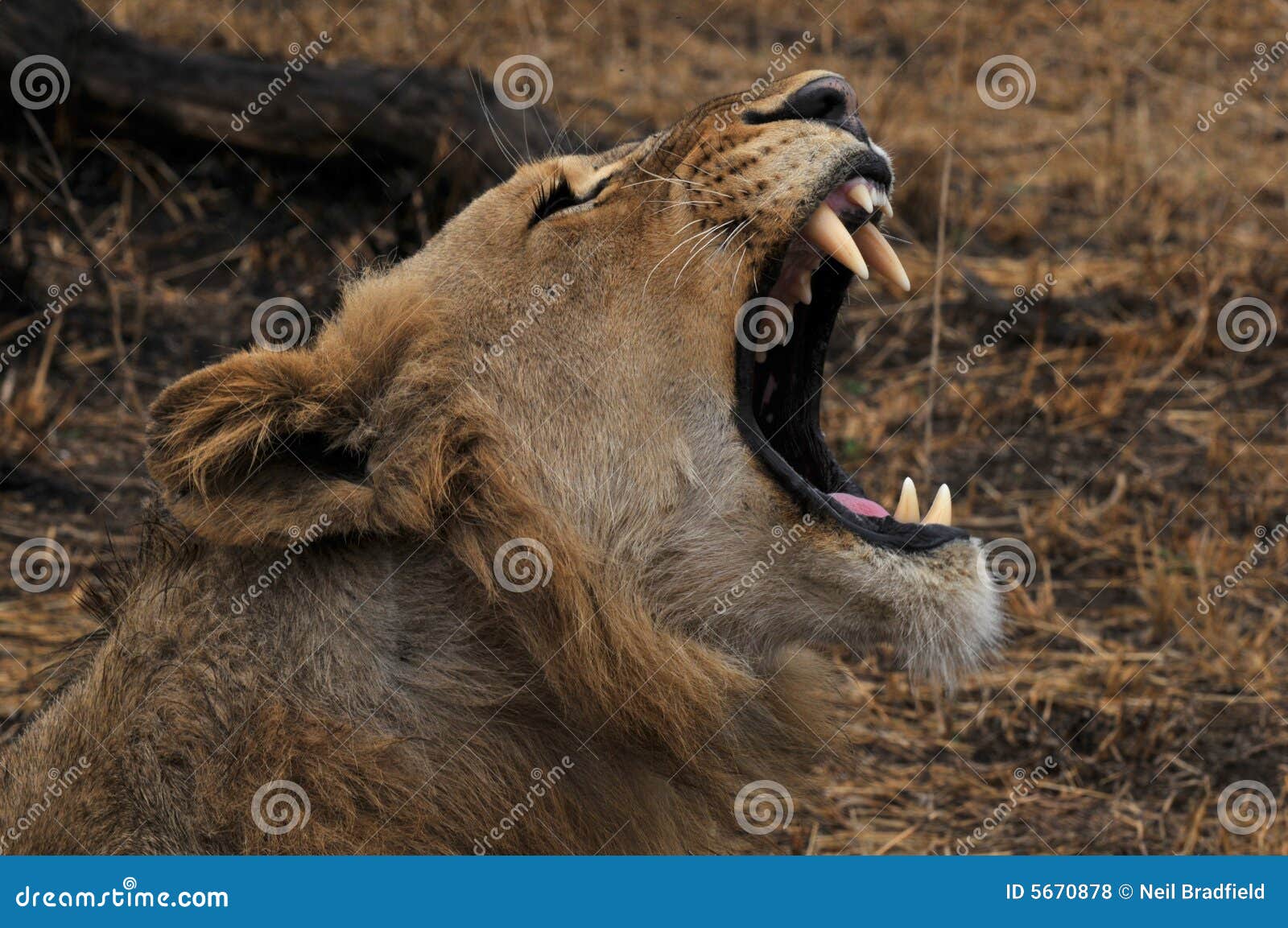 Angry Lion stock photo. Image of wide, fangs, reserve - 5670878