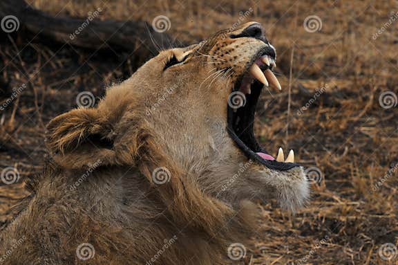 Angry Lion stock photo. Image of wide, fangs, reserve - 5670878