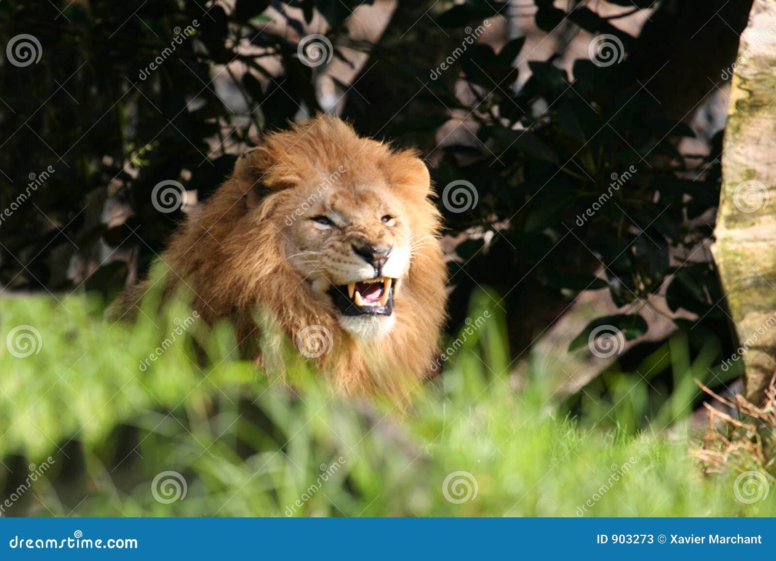 Angry lion stock image. Image of smile, mammal, ferocious - 903273