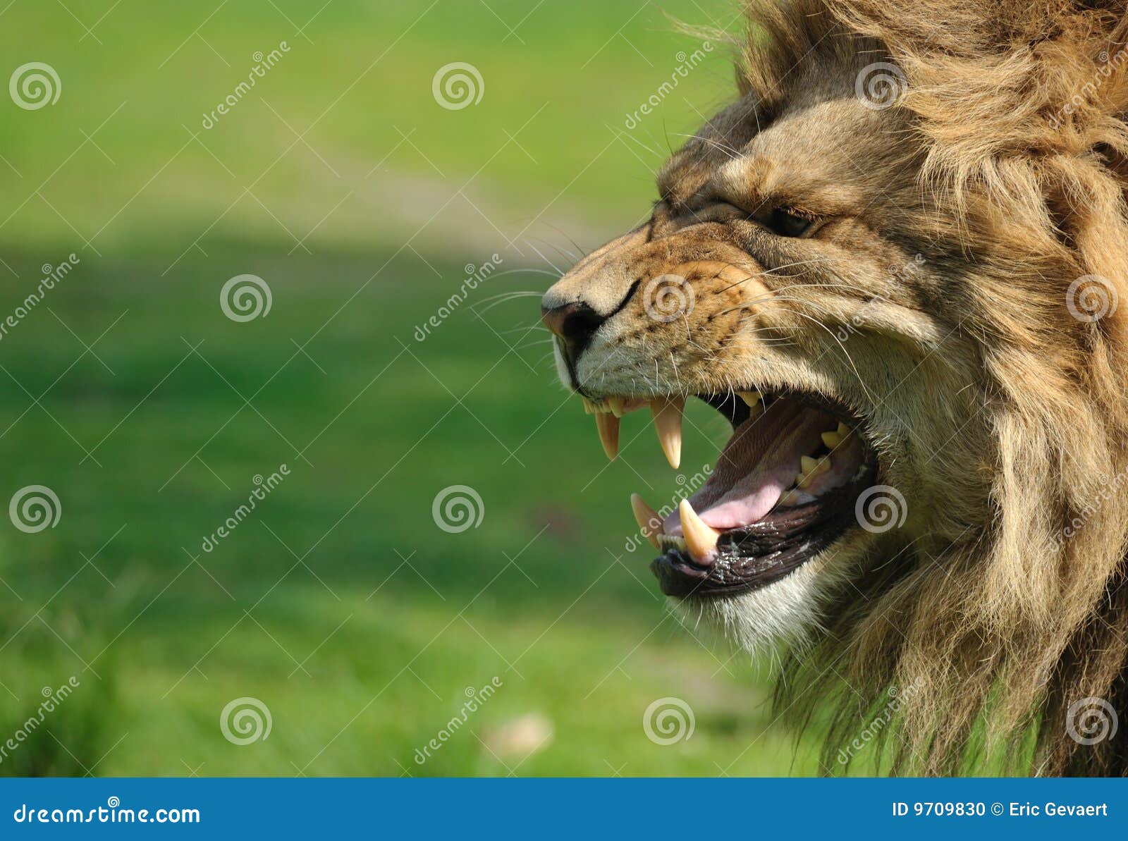 Angry lion stock photo. Image of mouth, angry, animal - 9709830