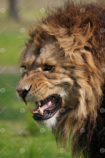 Angry lion stock photo. Image of animal, safari, predator - 9709930