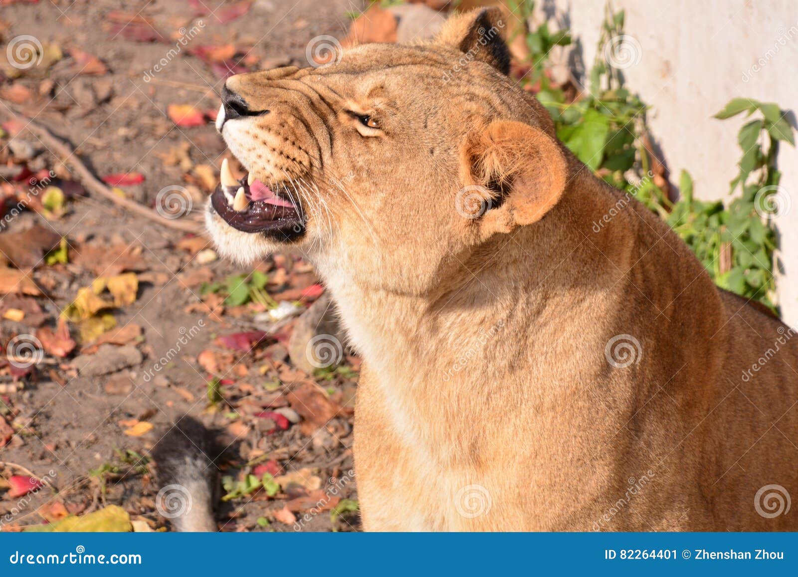 An Angry Lion Who Growls A Cage Shot Through A Fence Sits Behind A ...