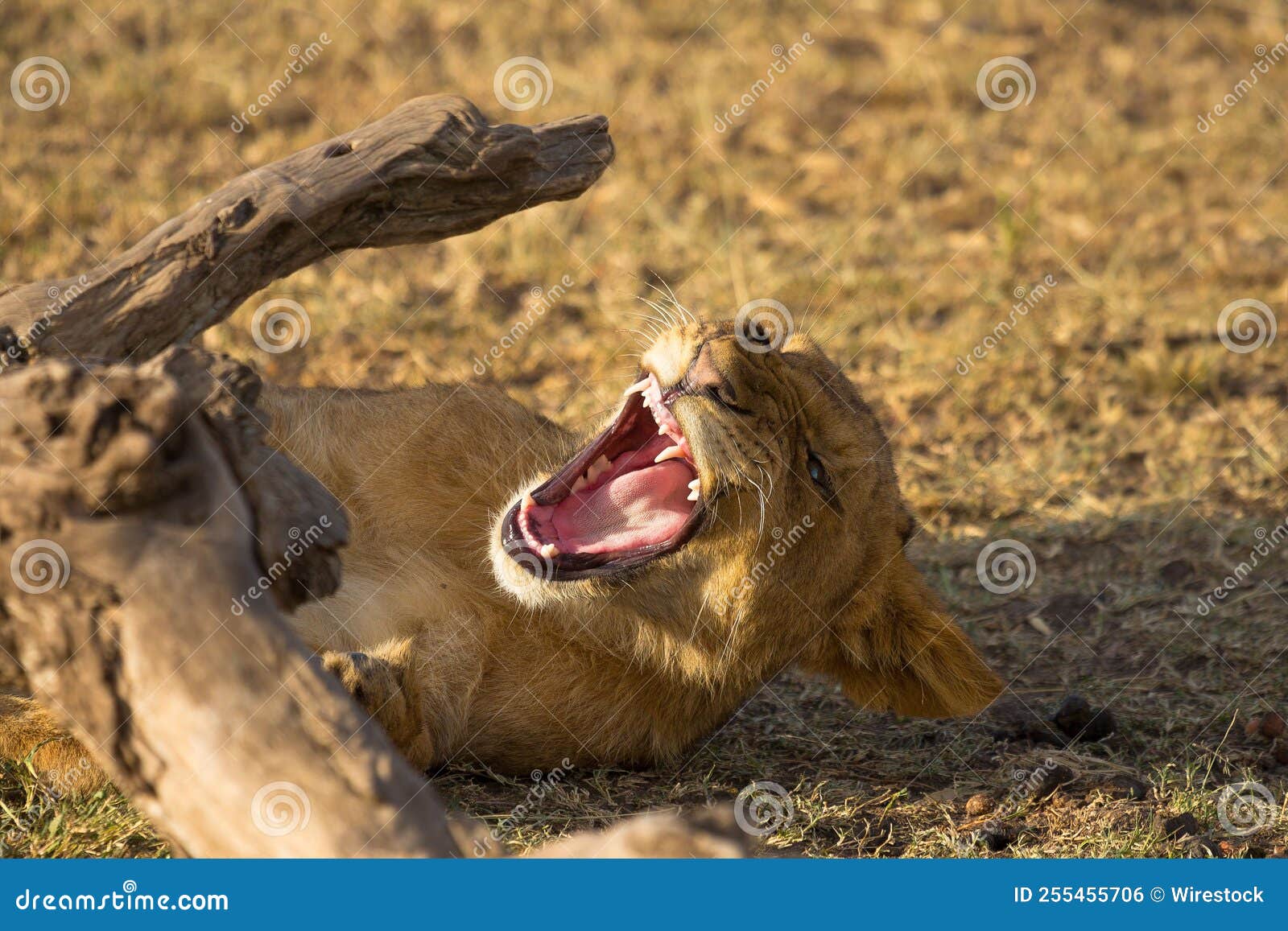 Angry Lion Roaring Under a Fallen Log Stock Photo - Image of mammal ...