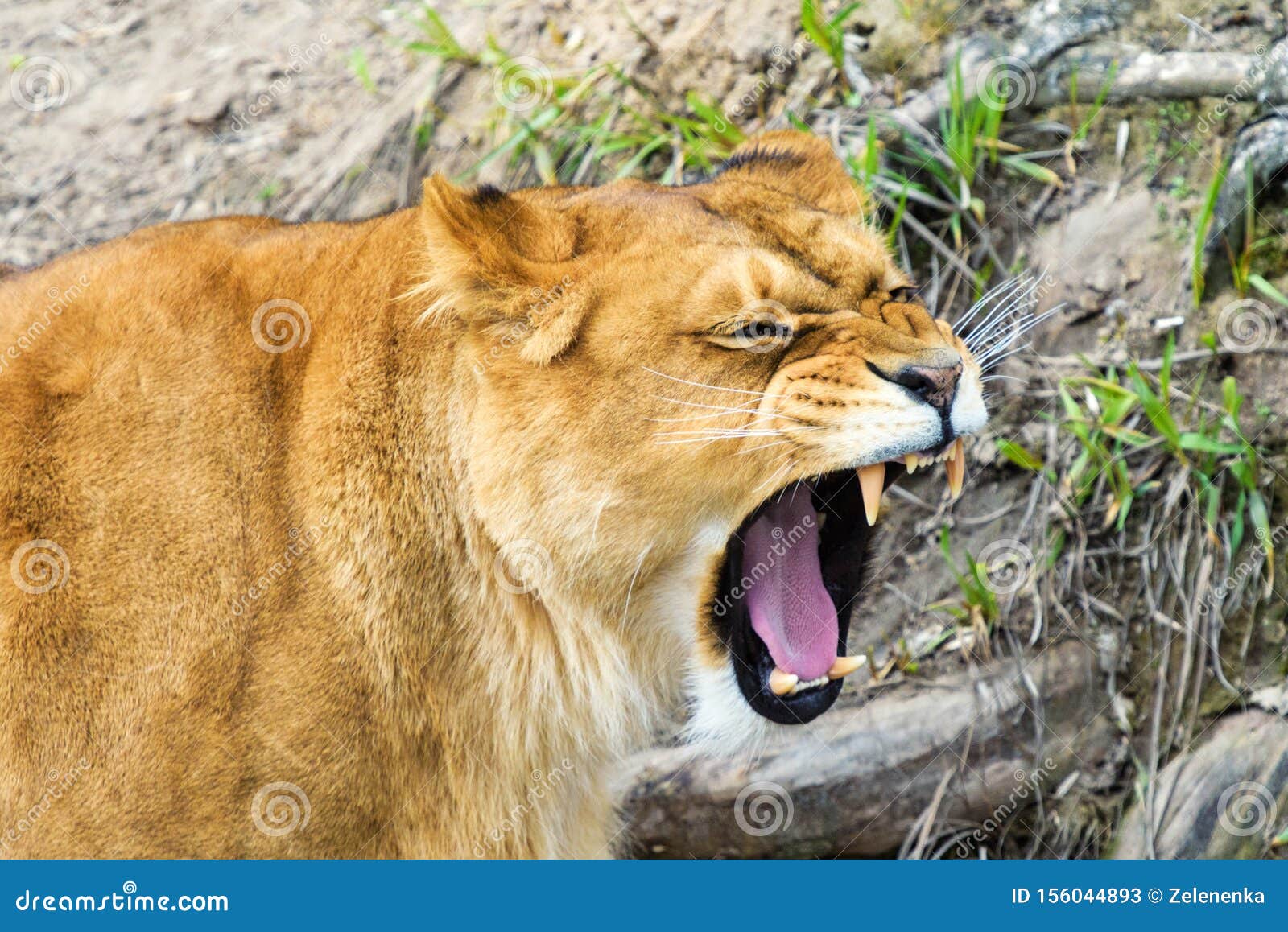 Angry Lioness At The Zoo. Royalty-Free Stock Image | CartoonDealer.com ...