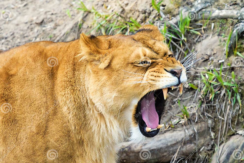 Angry lioness stock image. Image of head, feline, majestic - 156044893