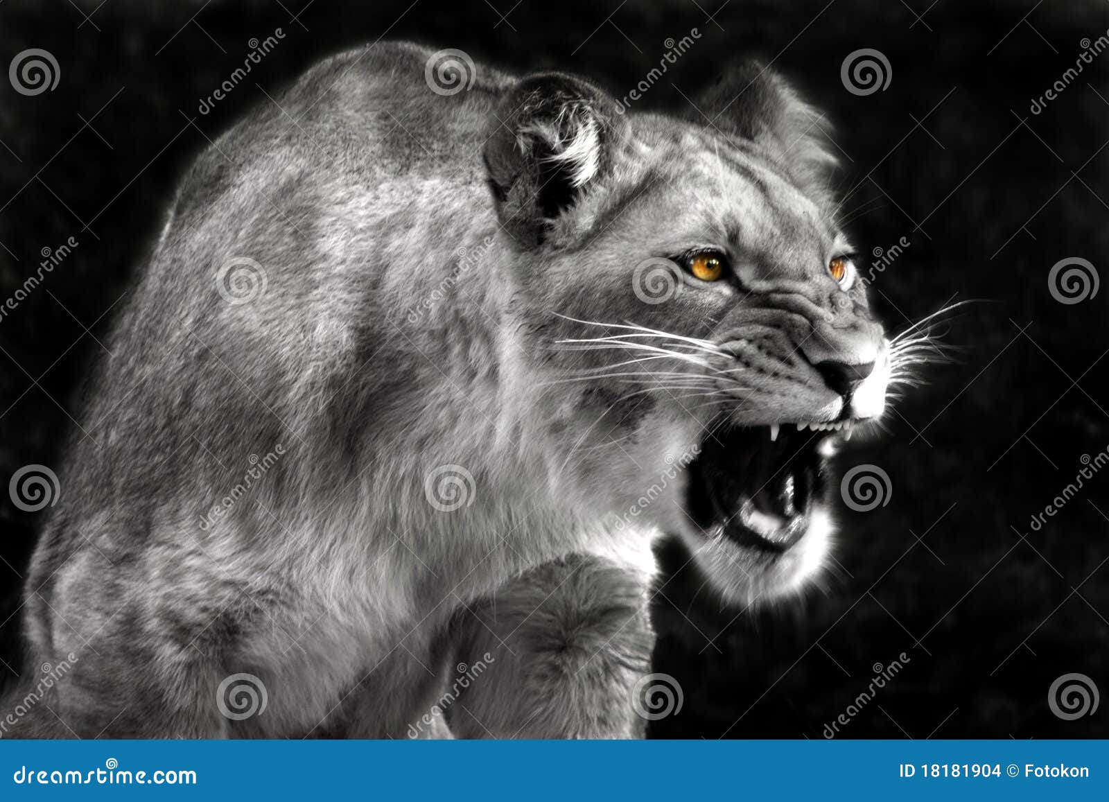 Angry lioness stock photo. Image of lioness, fangs, show - 18181904