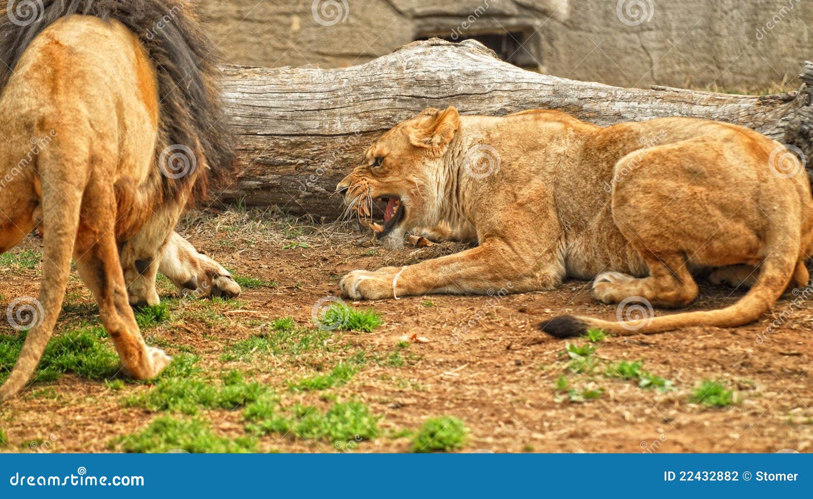 Angry Lioness At The Zoo. Royalty-Free Stock Image | CartoonDealer.com ...