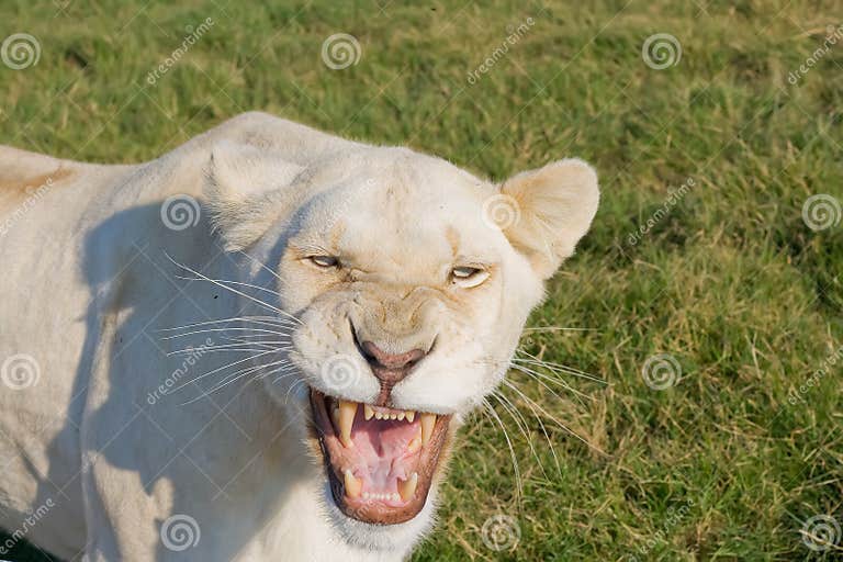 Angry Lioness stock photo. Image of safari, roar, danger - 3431518