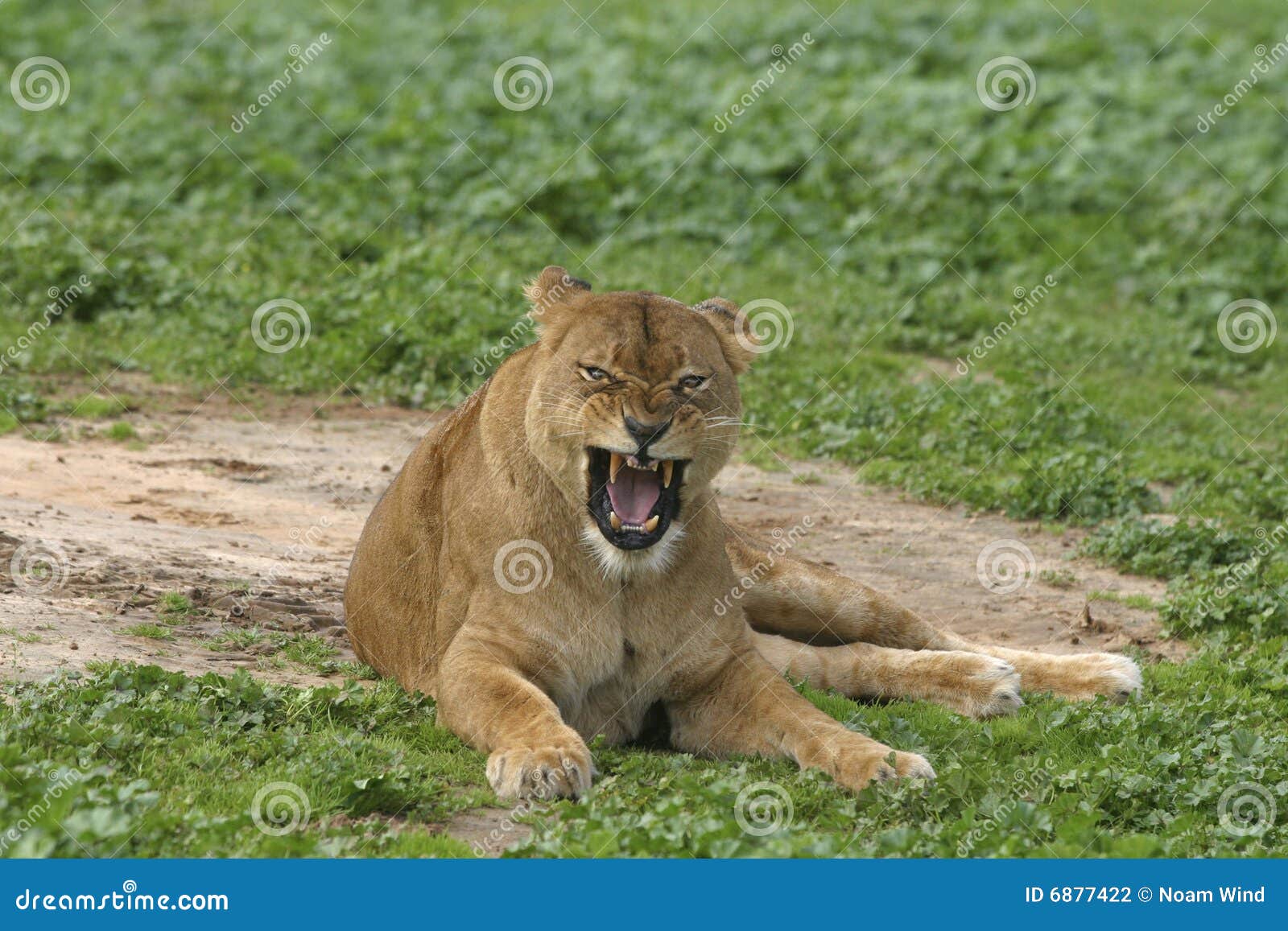 Angry lioness stock photo. Image of lioness, wild, furious - 6877422