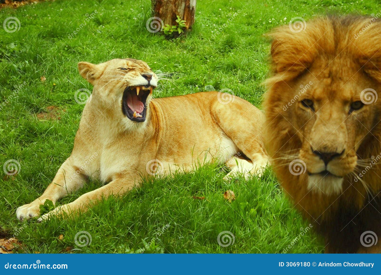 Angry Female Lion