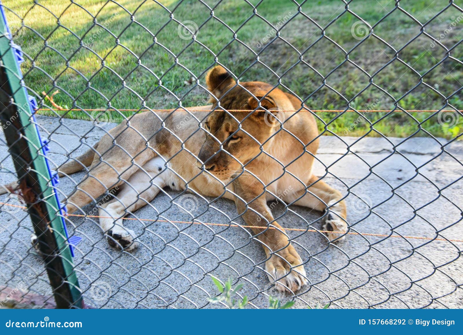 Angry lioness at the zoo. stock photo. Image of cruel - 157668292