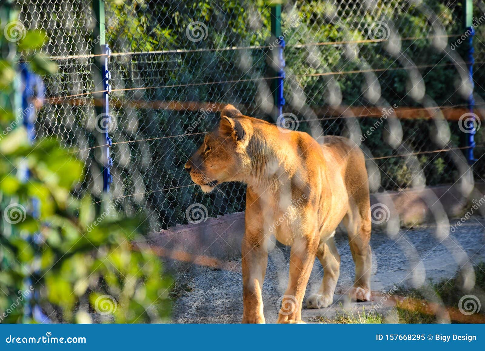 Angry lioness at the zoo. stock image. Image of outdoor - 157668295