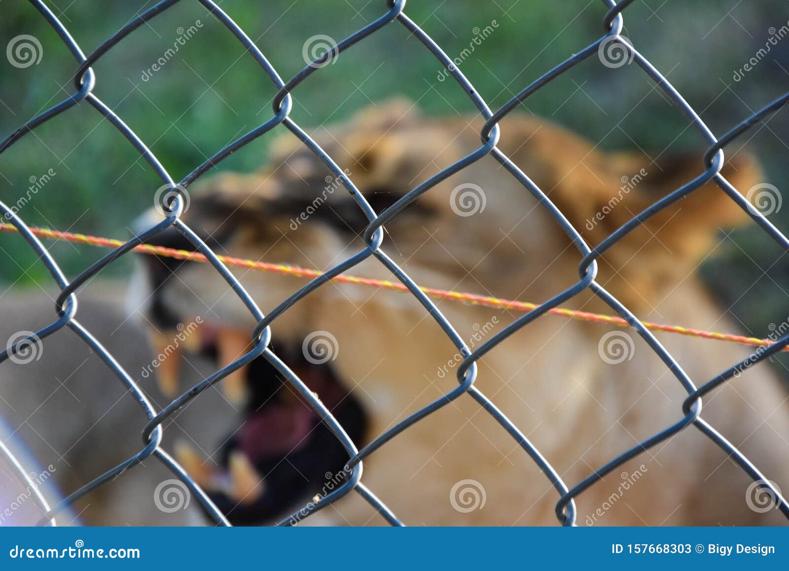 Angry lioness at the zoo. stock image. Image of africa - 157668303