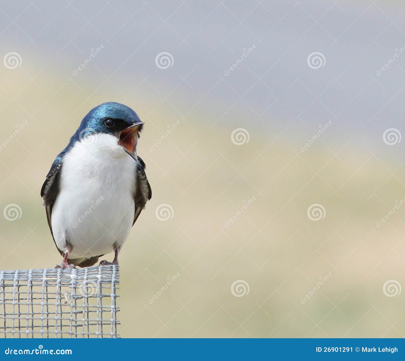 Angry little bird stock image. Image of communication - 26901291