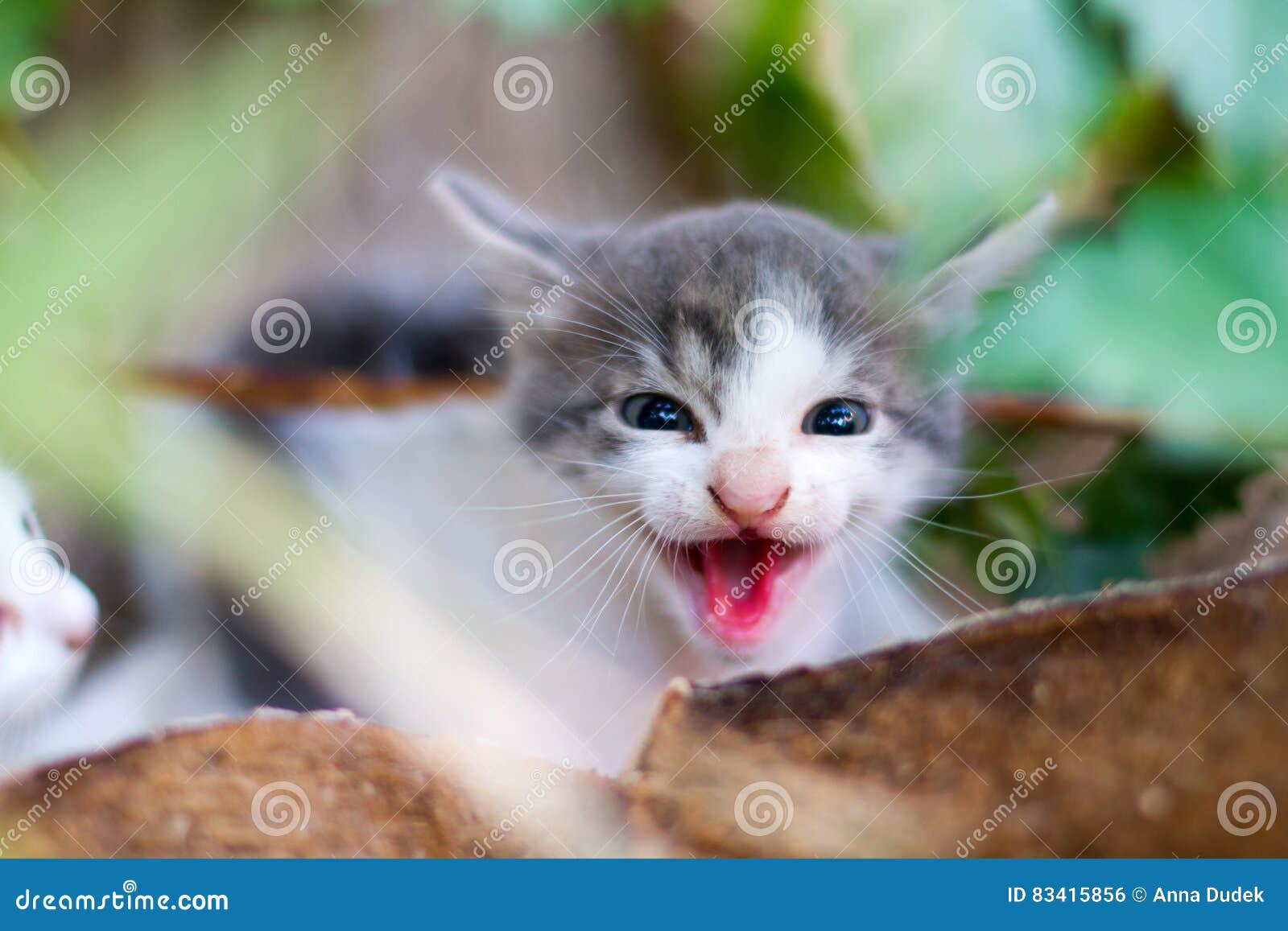 Angry little cat. stock photo. Image of nature, body - 83415856