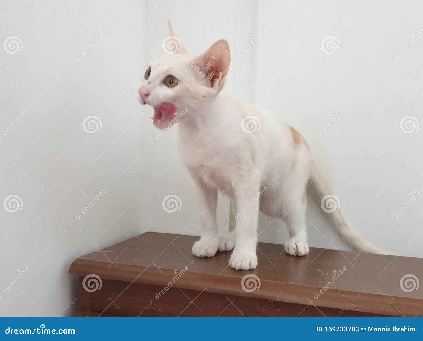 Angry little cat white stock image. Image of animal - 169733783
