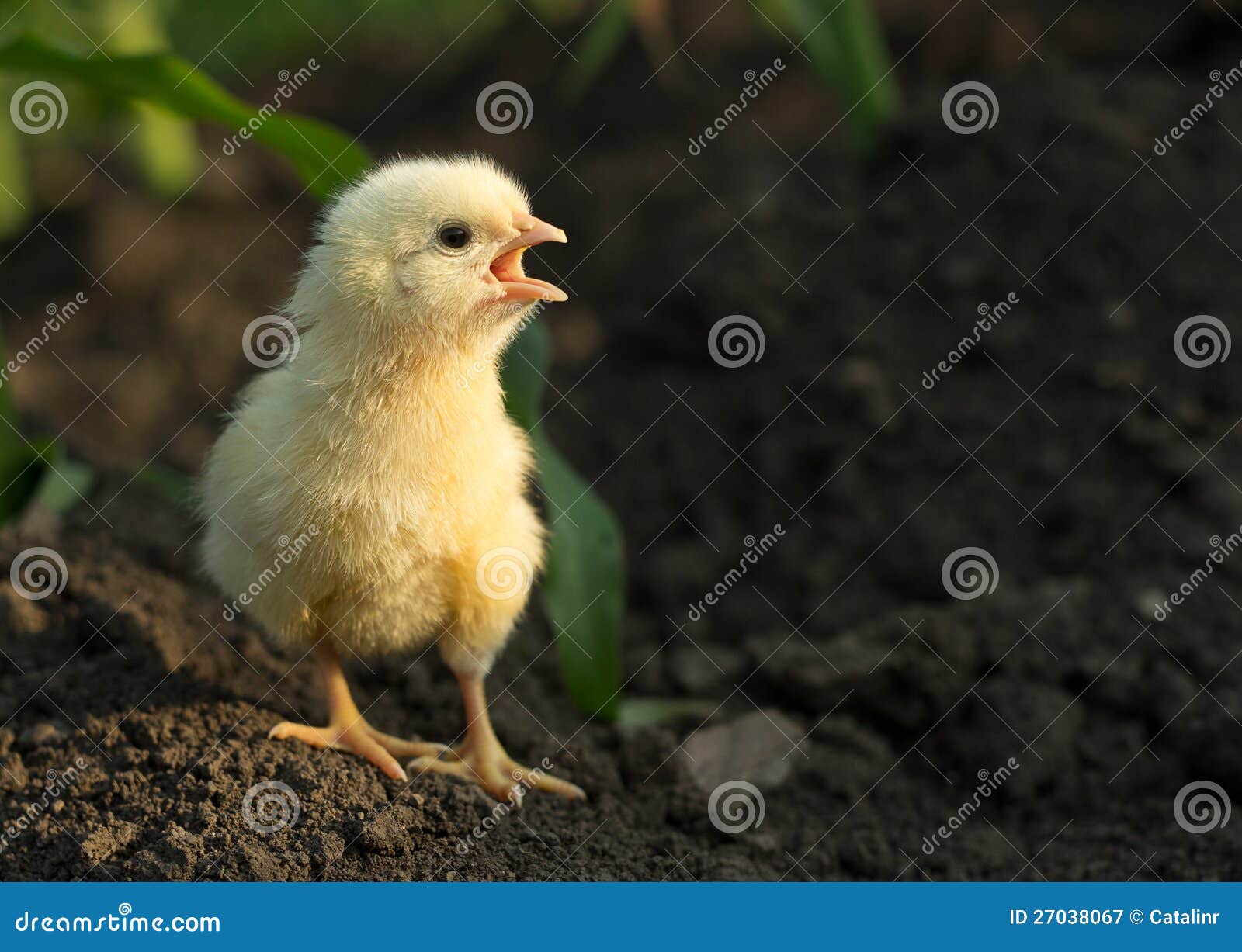 Angry Little Chicken Shouting Stock Image - Image of angry, earth: 27038067