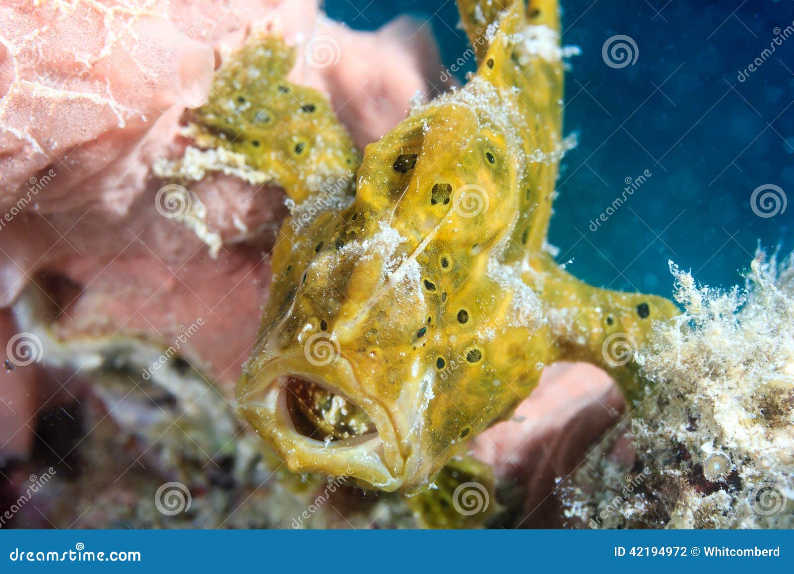 Angry little frogfish! stock photo. Image of marine, aquarium - 42194972
