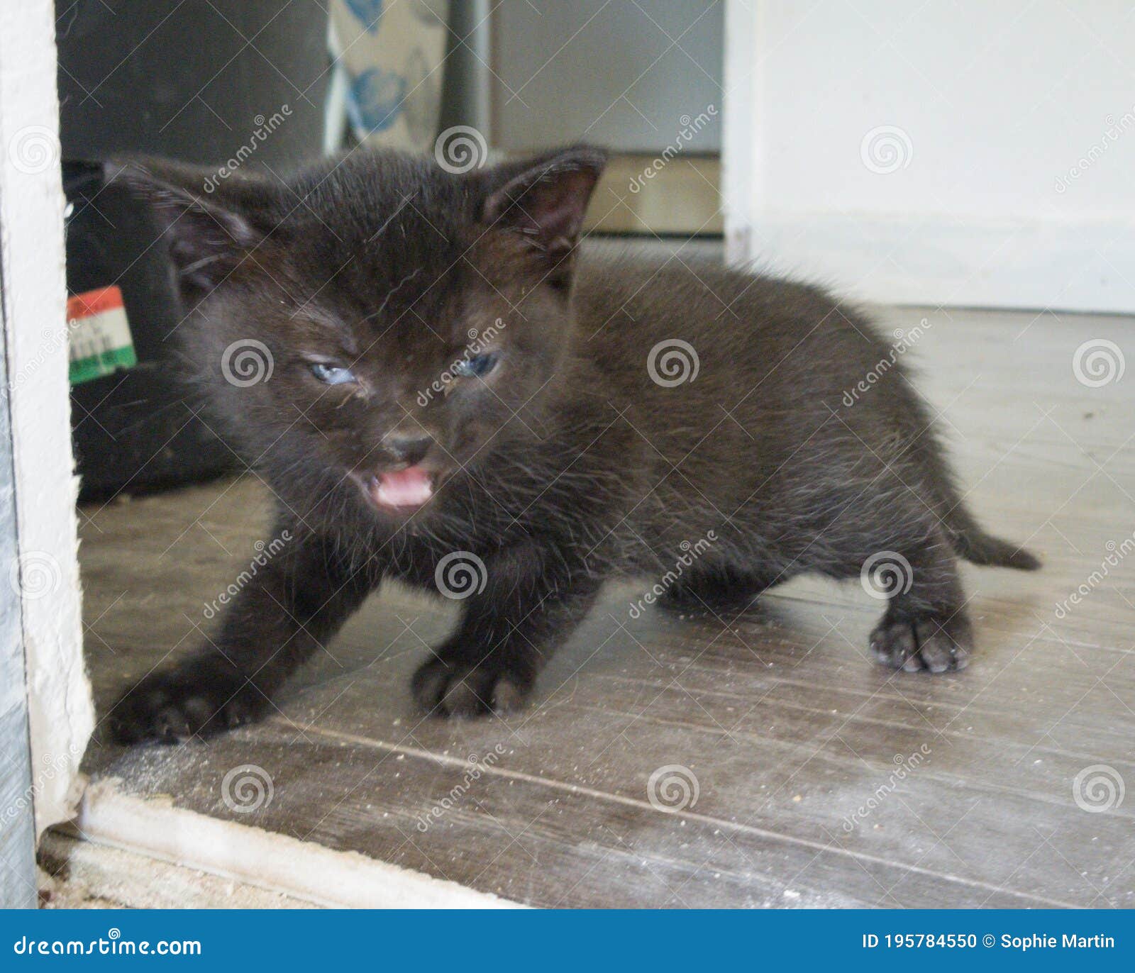 Angry little kitten stock photo. Image of mammal, little - 195784550